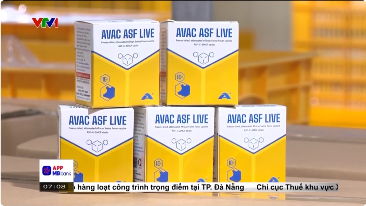 CHẤT LƯỢNG VẮC-XIN DỊCH TẢ LỢN CHÂU PHI AVAC ASF LIVE ĐƯỢC KHẲNG ĐỊNH