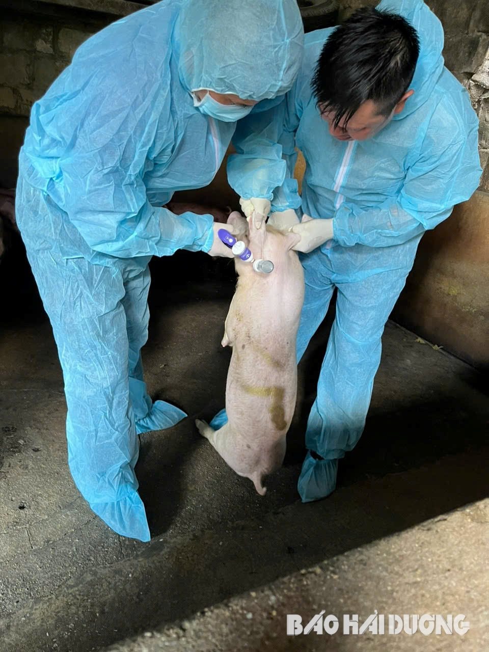 Tiêm phòng sớm vaccine AVAC ASF LIVE, một nông dân ở Hải Phòng giúp đàn lợn thoát